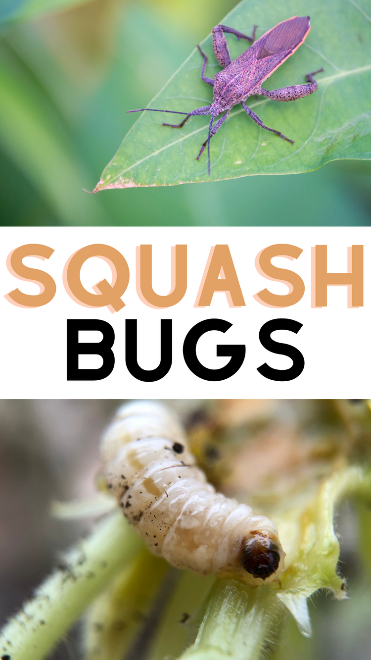 Squash Bugs. – Blessed by Elderberries